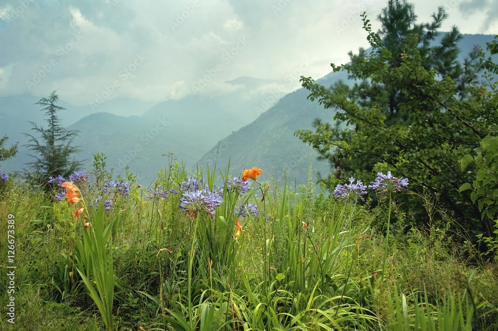 Flowers in the meadow on the background of the mountain in Kullu Valley ...