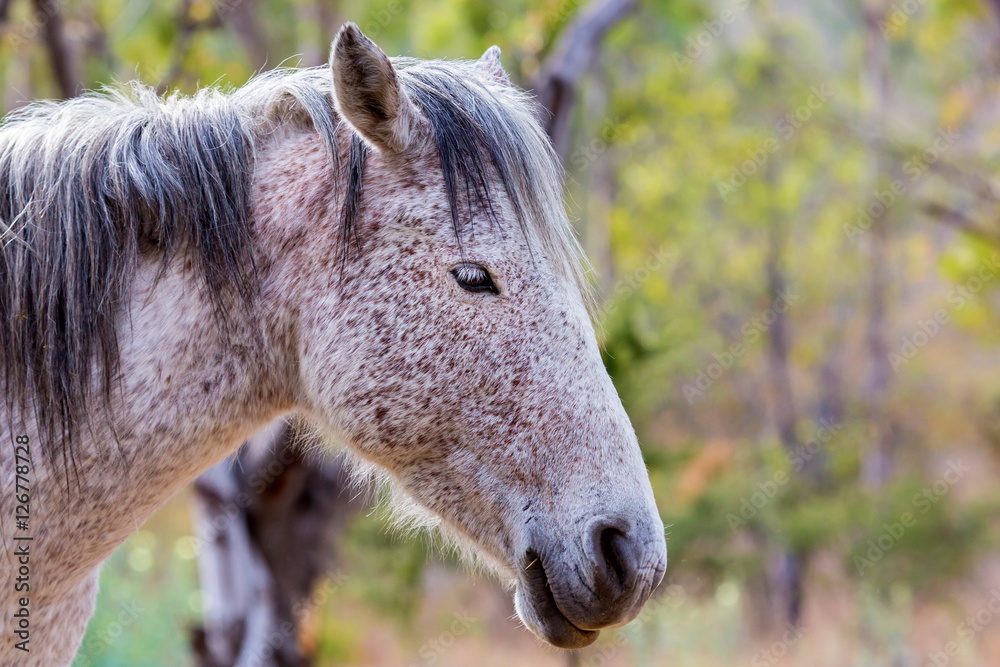 The mustang is a free-roaming horse of Mexico that descended from ...