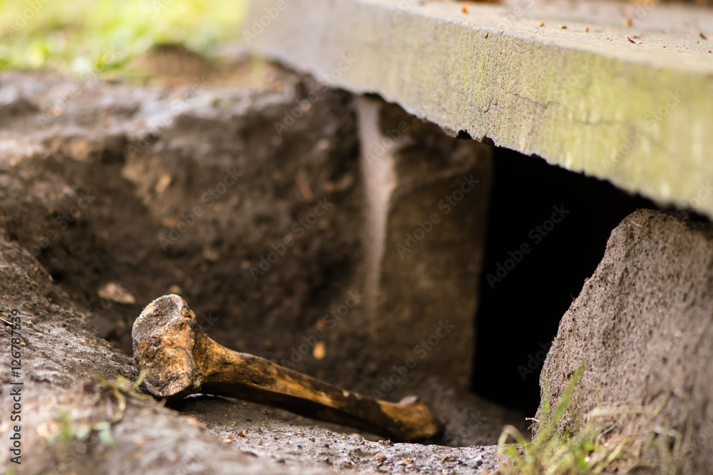 Foto Human bone on surface in graveyard, unearthed by badgers. Badger ...