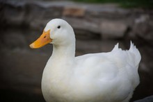 White Duck Sitting Free Stock Photo - Public Domain Pictures