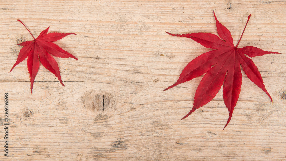 Foto de Stock Two red maple leaves at the left and right corner on a ...
