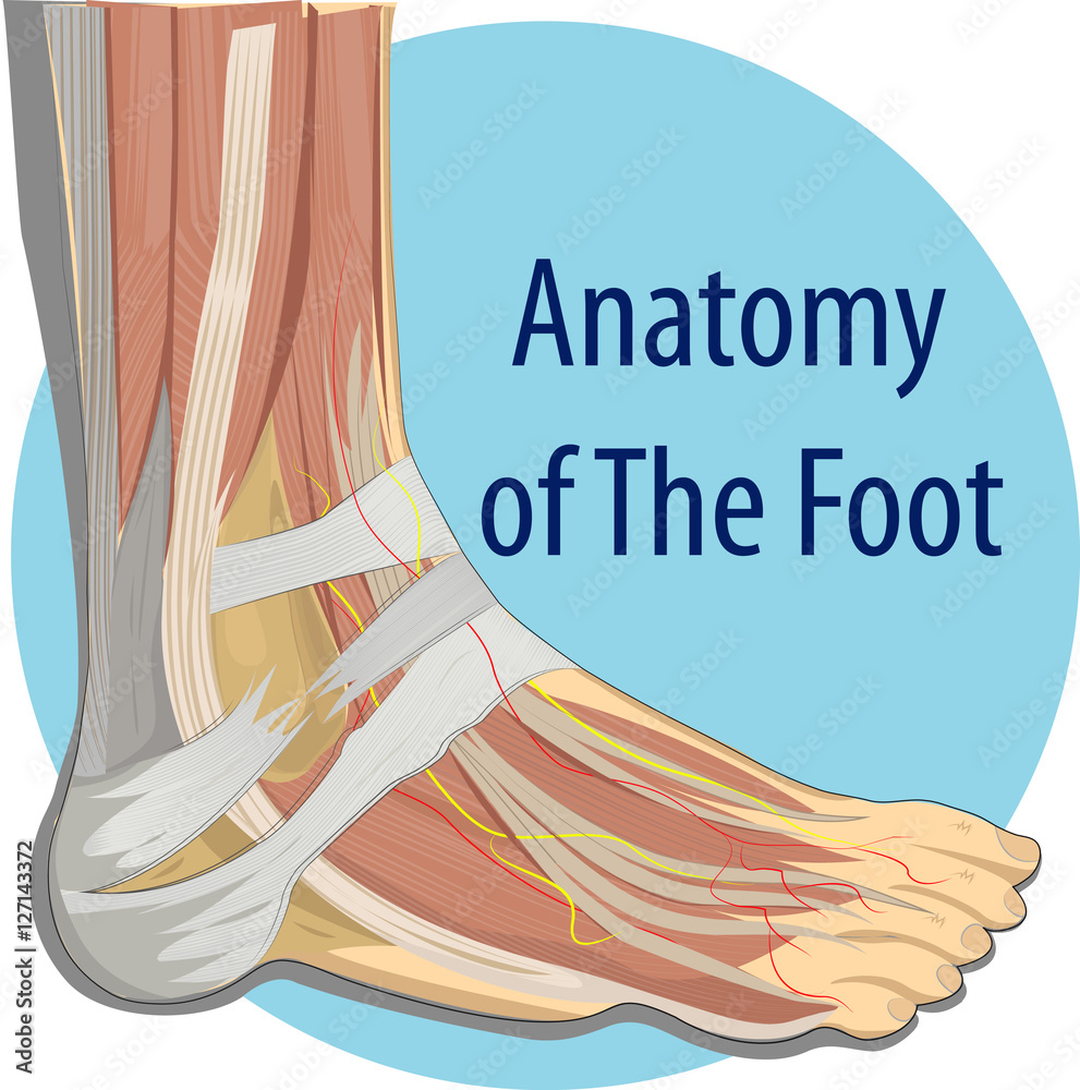 Vector illustration Anatomy of the Foot Stock Vector | Adobe Stock