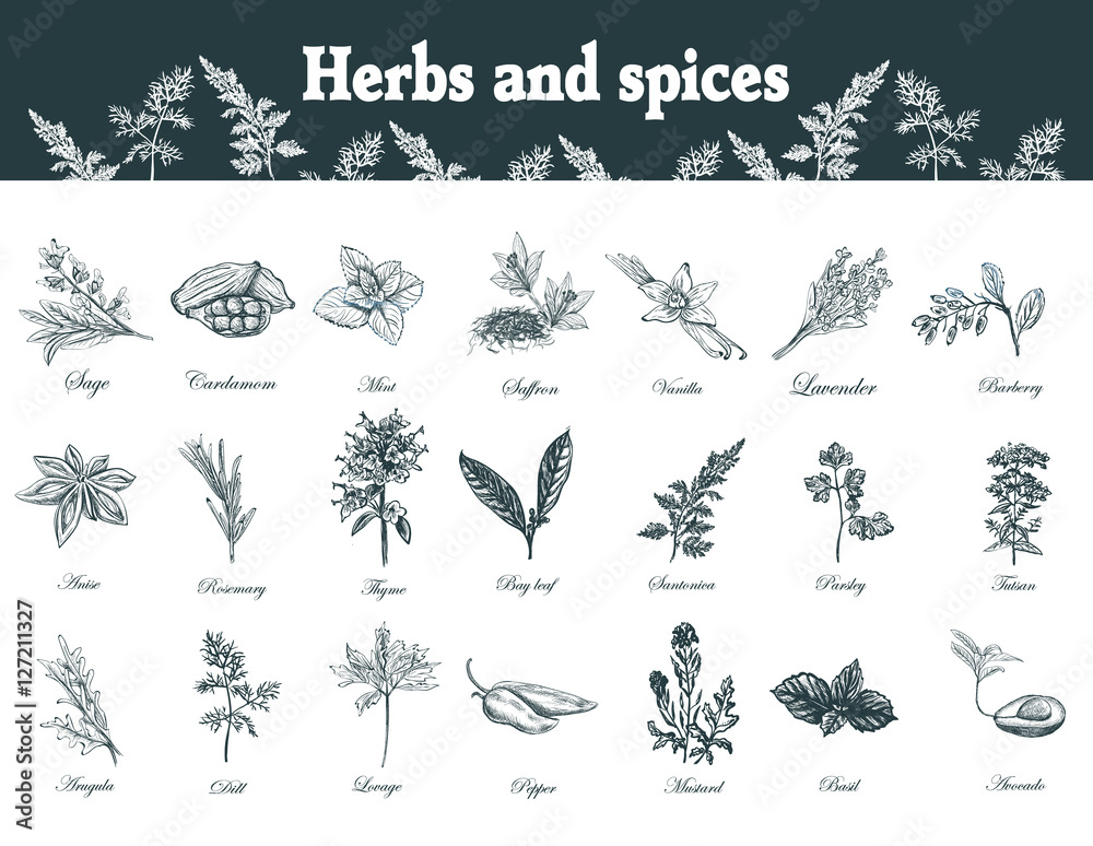 Herbs and spices set. Hand drawn officinale medicinal plants. Organic ...
