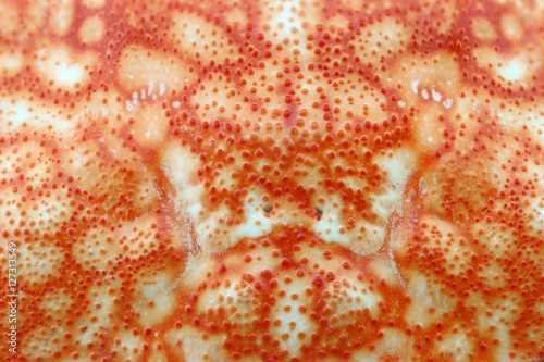 abstract background texture from shell crab Stock Photo | Adobe Stock