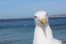 Curious Seagull Free Stock Photo - Public Domain Pictures