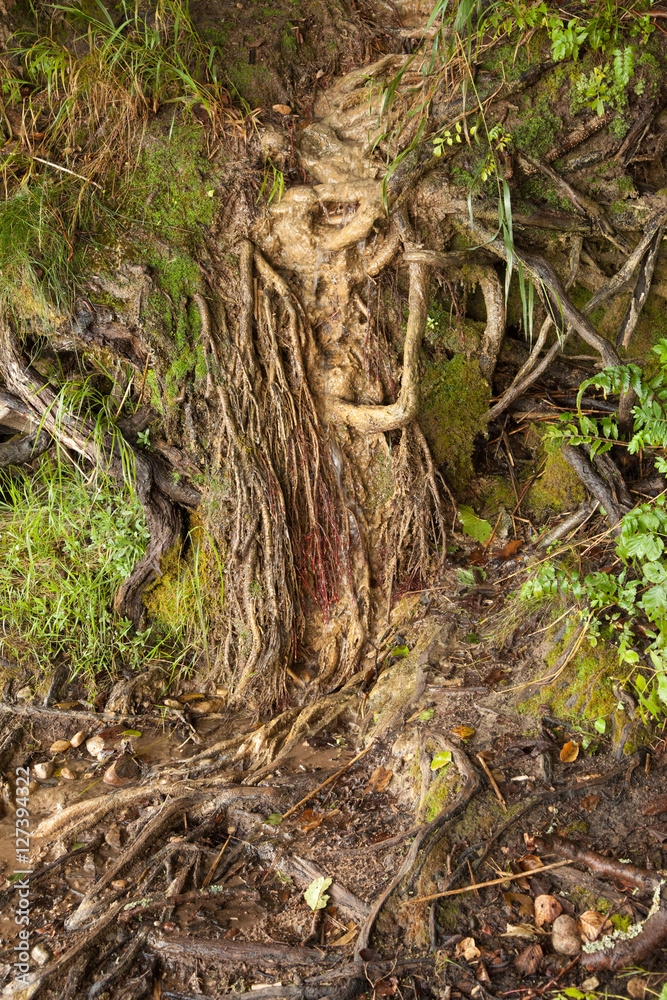 twisted tree roots close-up Stock Photo | Adobe Stock