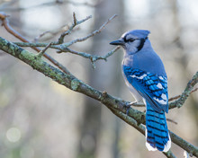 Blue Jay Free Stock Photo - Public Domain Pictures