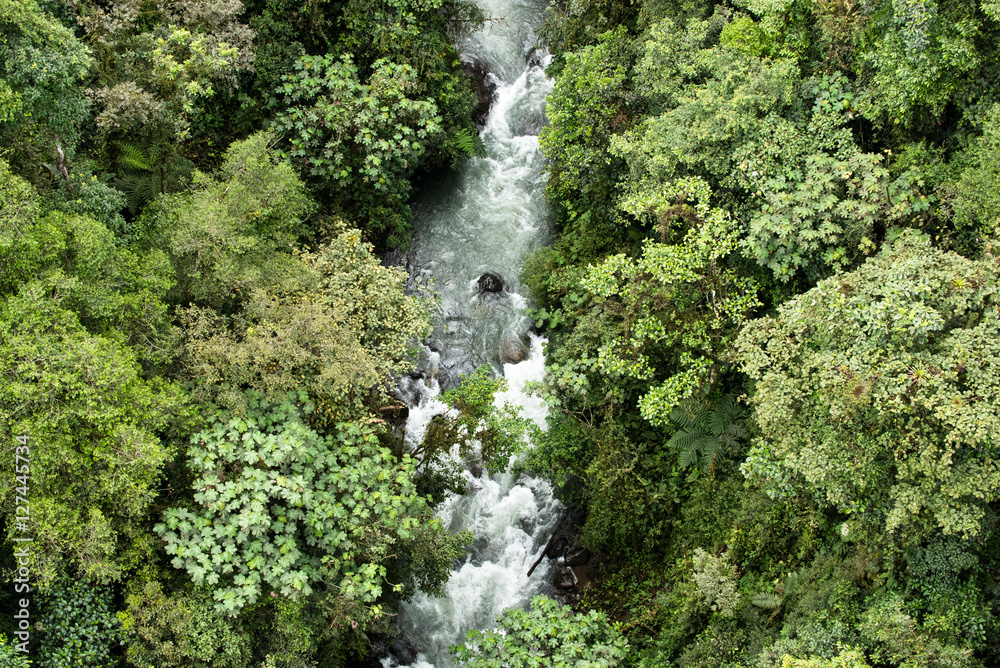 Tropical rainforest from above in Mindo, Ecuador Stock Photo | Adobe Stock