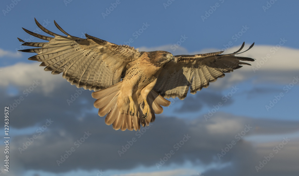Red-Tail Returning - A well trained red-tailed hawk returns to its ...