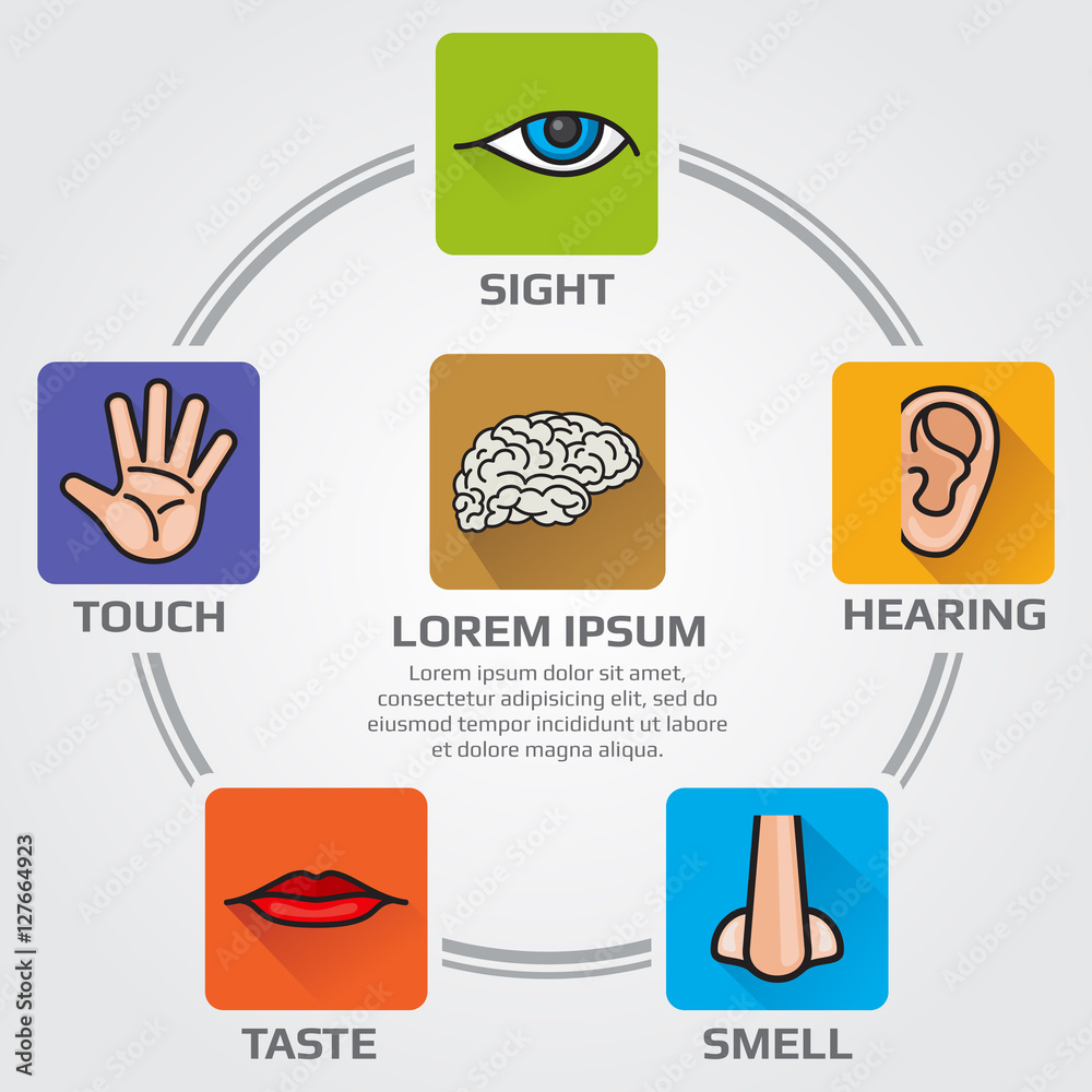 Five human senses smell, sight, hearing, taste, sensory vector ...
