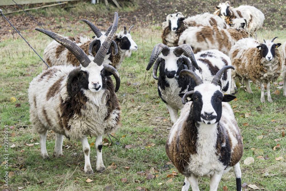 A herd of domestic Jacob sheep (Ovis aries) with spectacular horns in a ...