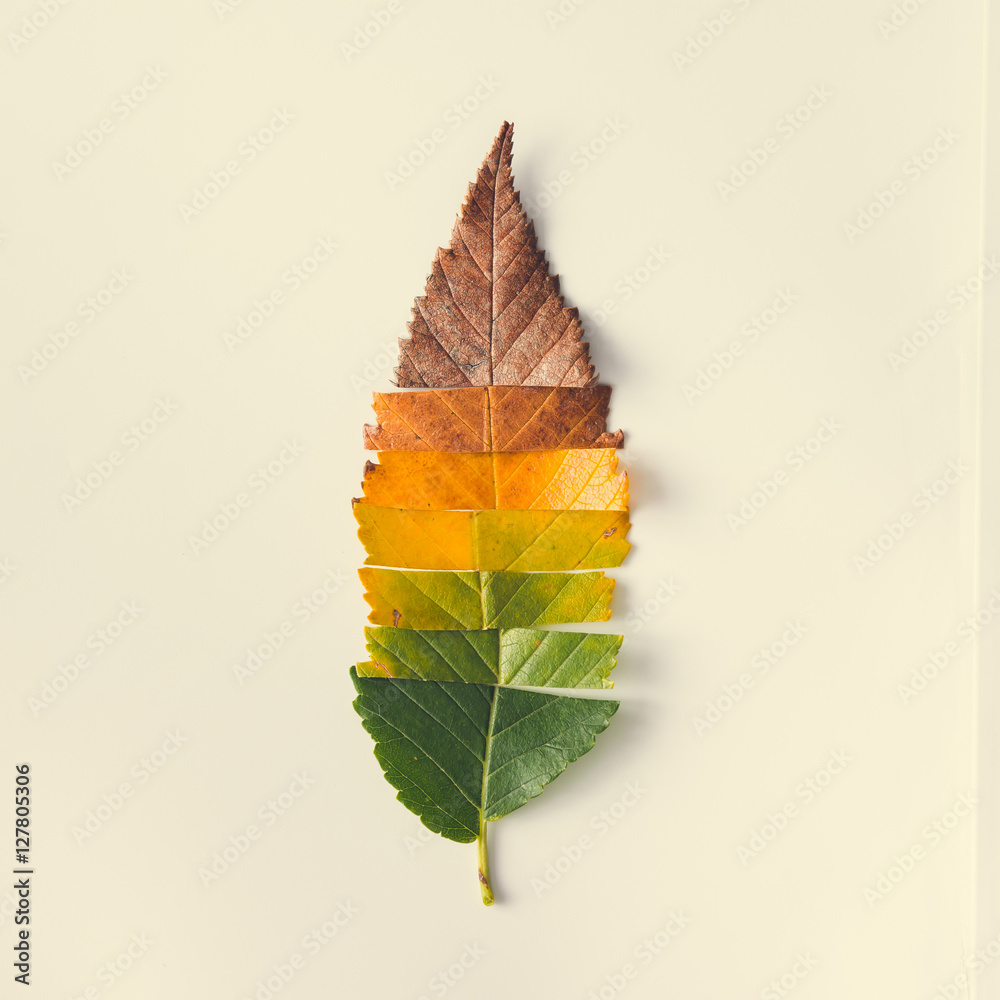 Creative layout of colorful autumn leaves. Stock Photo | Adobe Stock