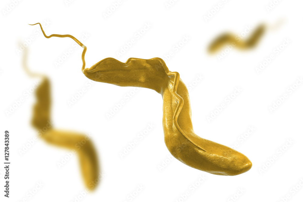 Trypanosoma brucei which is transmitted by tse-tse fly and causes ...