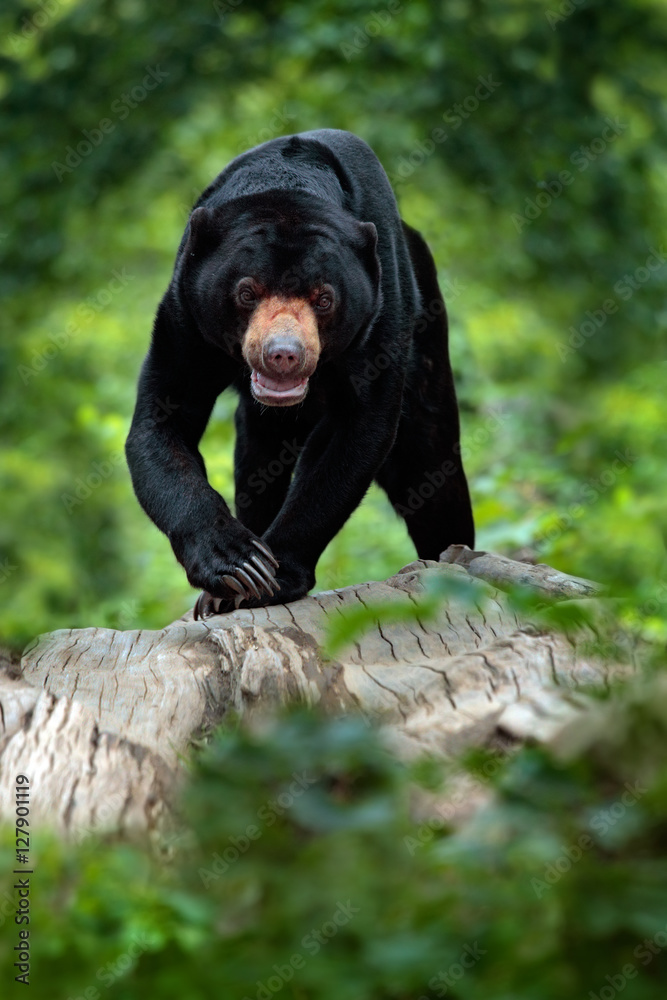 Sun bear, Helarctos malayanus, beautiful danger animal from Asia tropic ...