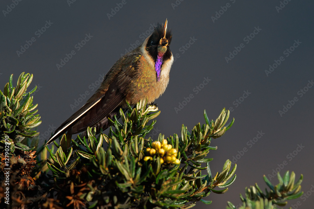 Bearded Helmetcrest or Buffy Helmetcrest, Oxypogon guerinii stuebelii ...