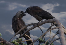 Two Crows In The Tree Free Stock Photo - Public Domain Pictures