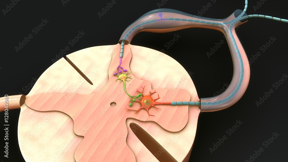 Reflex action Stock Illustration | Adobe Stock