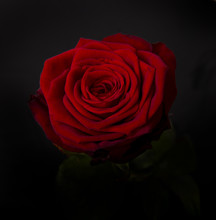 Solo Rose Free Stock Photo - Public Domain Pictures