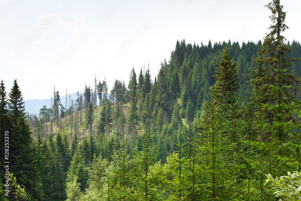 Spruce forest in the Ukrainian Carpathians. Sustainable clear ecosystem ...