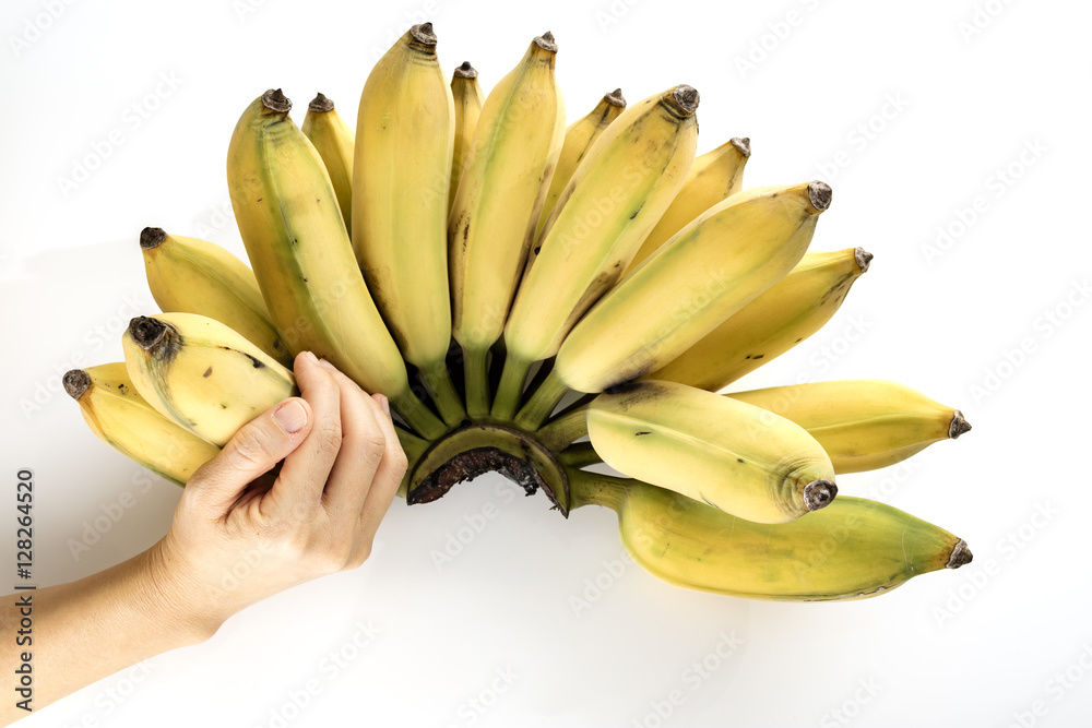 oversized Pisang Awak banana, called Kluai Namwa in Thailand, with hand ...