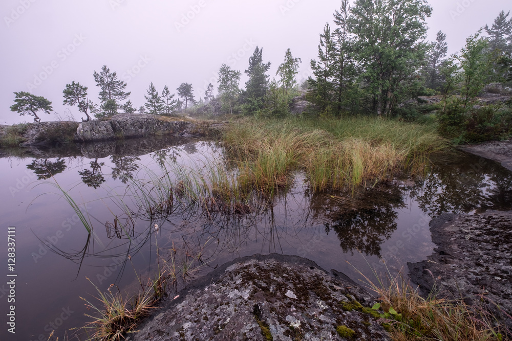 Reed covered by thick fog are reflected in the mirrored surface of a ...
