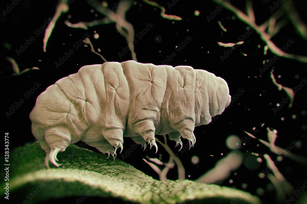 Tardigrade (water bear). Stock Illustration | Adobe Stock