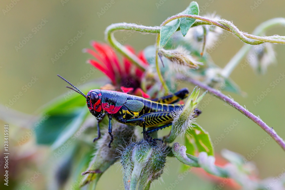 Стоковое фото «he bicolor grasshopper, also known as the rainbow ...