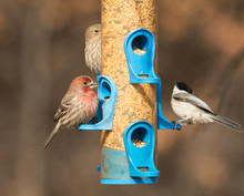 Purple House Finch Flying In Free Stock Photo - Public Domain Pictures