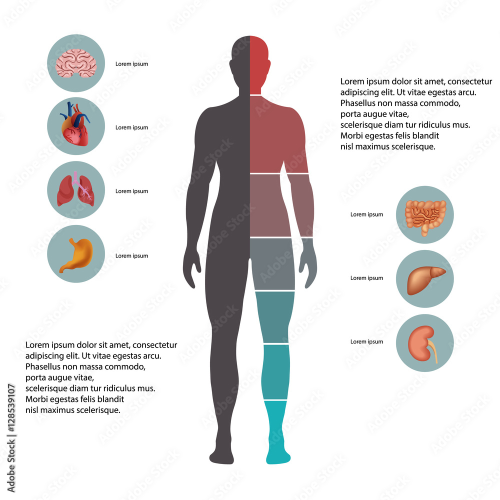 Human body with organs icons. Flat design icons for medical theme ...