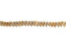 Snake Skeleton Free Stock Photo - Public Domain Pictures