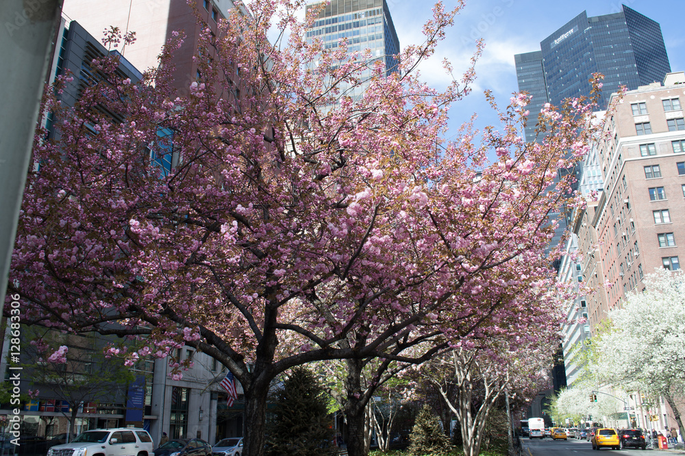 Park Avenue cherry tree Stock Photo | Adobe Stock