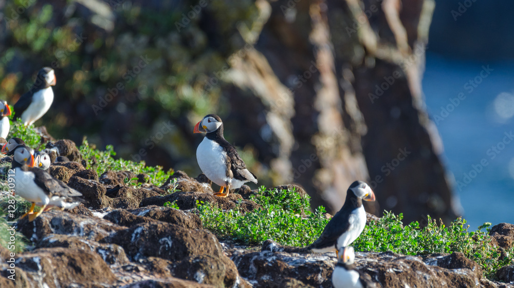Atlantic puffin (Fratercula arctica) going about their business, making ...