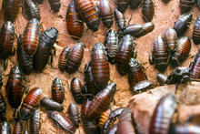 Yucky Ugly Cockroaches Free Stock Photo - Public Domain Pictures