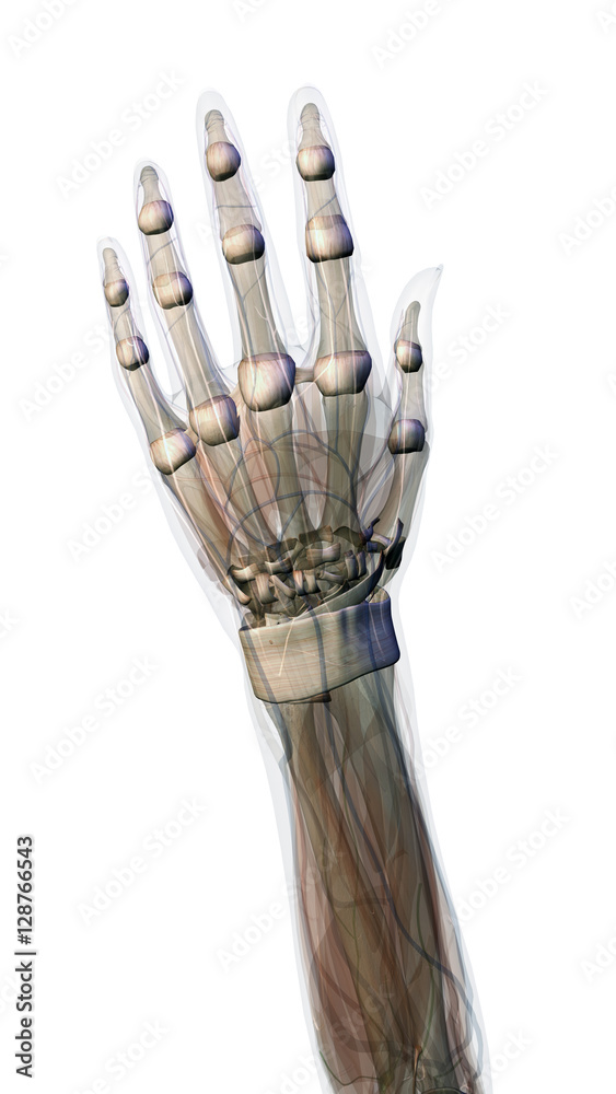 Female Hand and Wrist Cartilage Anatomy Dorsal Vertical View White ...