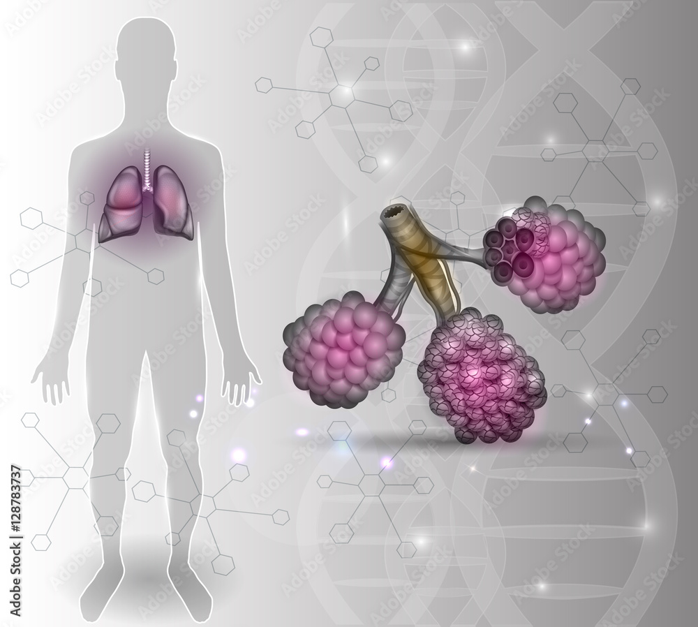 Vector de Stock Alveoli anatomy, oxygen and carbon dioxide exchange ...