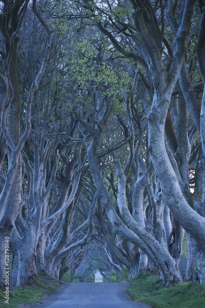 UK, Northern Ireland, County Antrim, Ballymoney, The Dark Hedges, tree ...