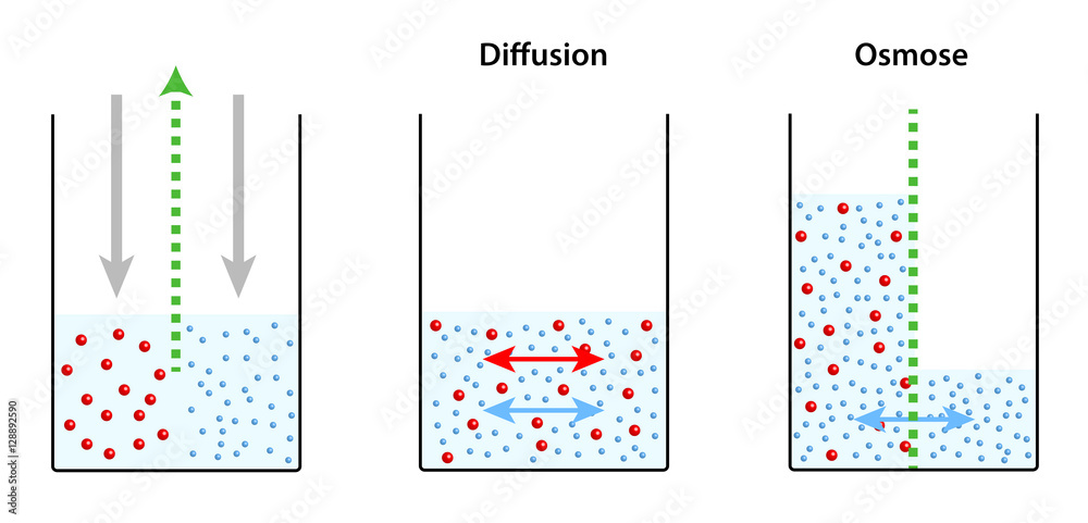 Osmose - Diffusion - Unterschied Stock Illustration | Adobe Stock