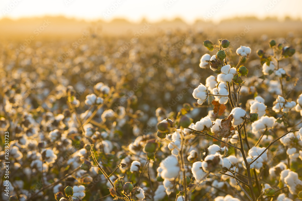 Cotton field background ready for harvest under a golden sunset macro ...