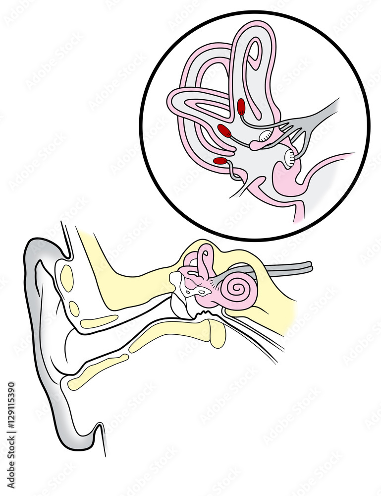 The structure of the vestibular system, The inner and outer ear section ...