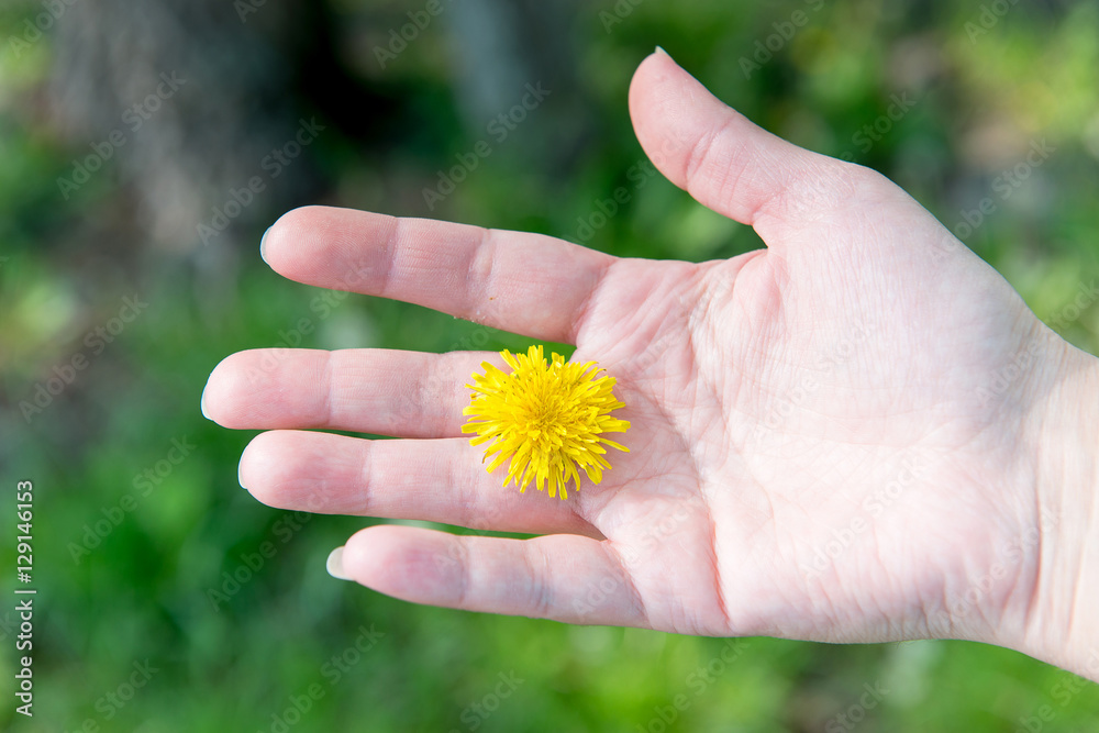 Yellow flower between fingers of the hand. Hygiene and hand care ...