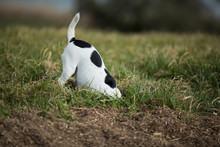 Dog Digging Free Stock Photo - Public Domain Pictures
