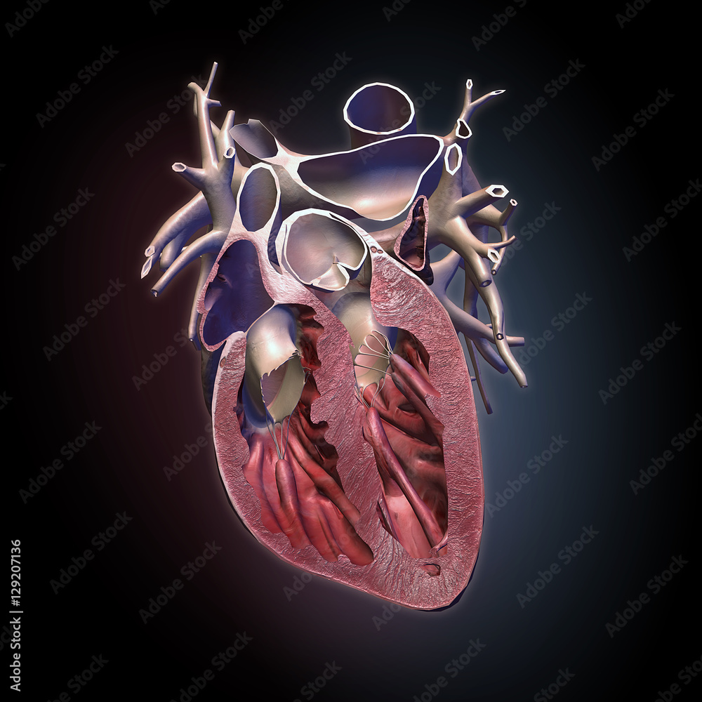 Heart on Black Background, Sagittal Section View Stock Illustration ...