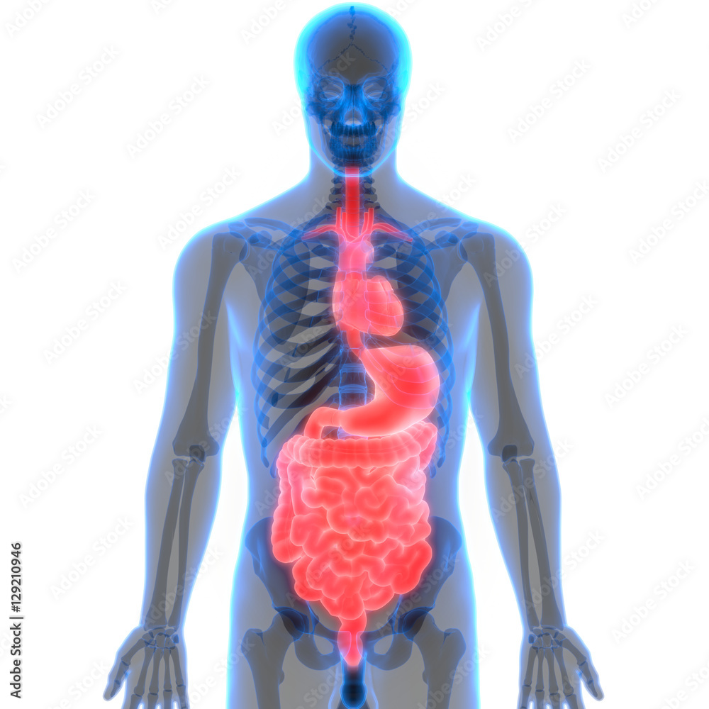 Human Body Organs Anatomy (Heart with Digestive system) Stock ...