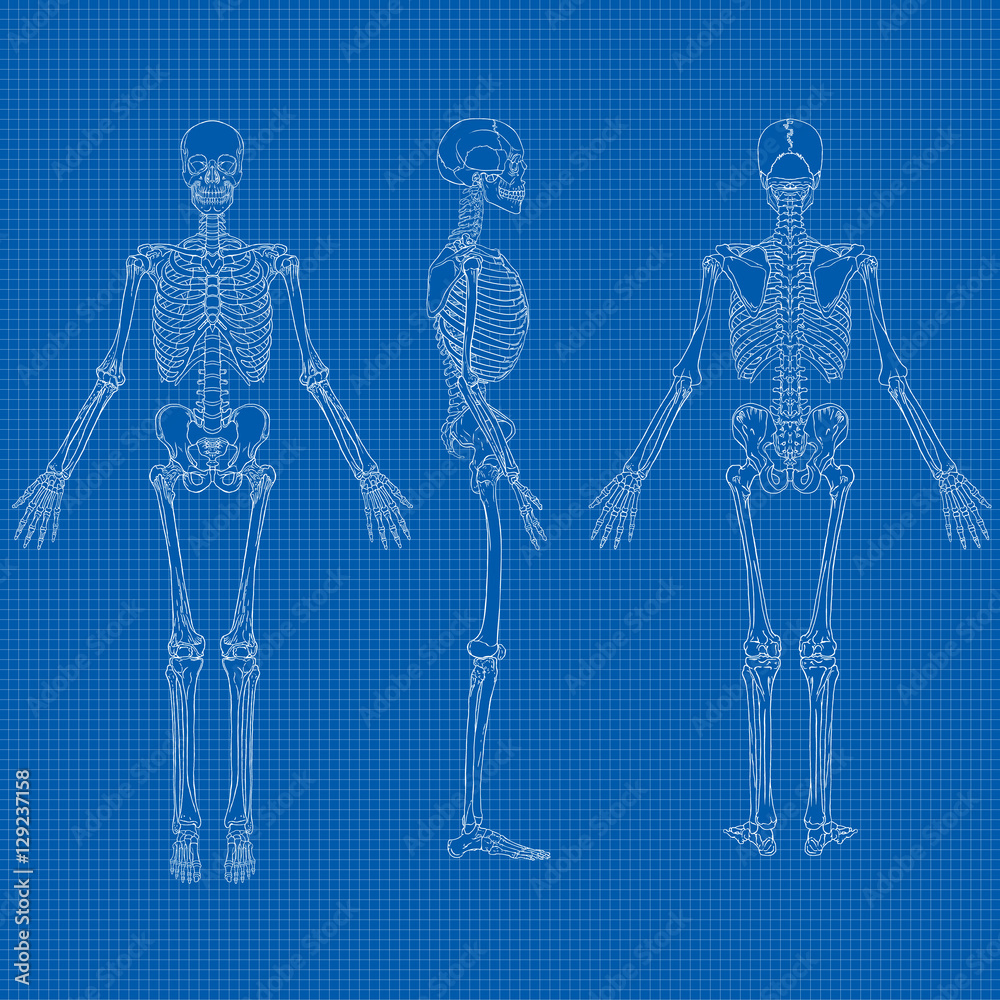 Human Skeleton Blueprint Vector Stock Vector | Adobe Stock