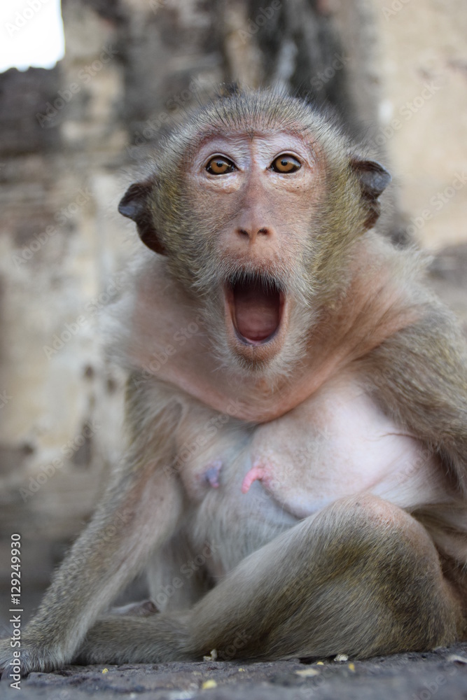 mama monkey Stock Photo | Adobe Stock