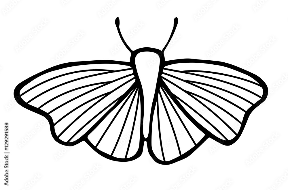 Moth. Outline vector hand drawn illustration of insect. Stock Vector ...