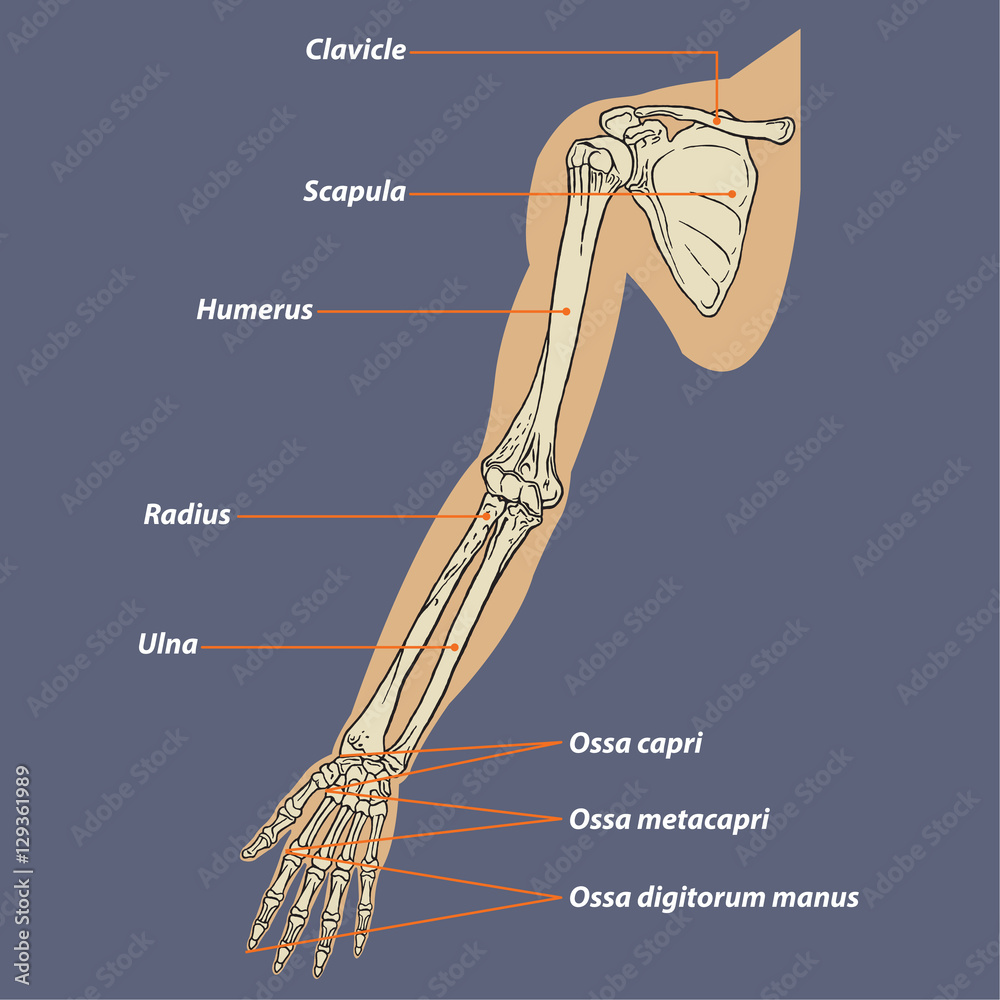 Human Arm Skeletal Anatomy Vector Stock Vector | Adobe Stock
