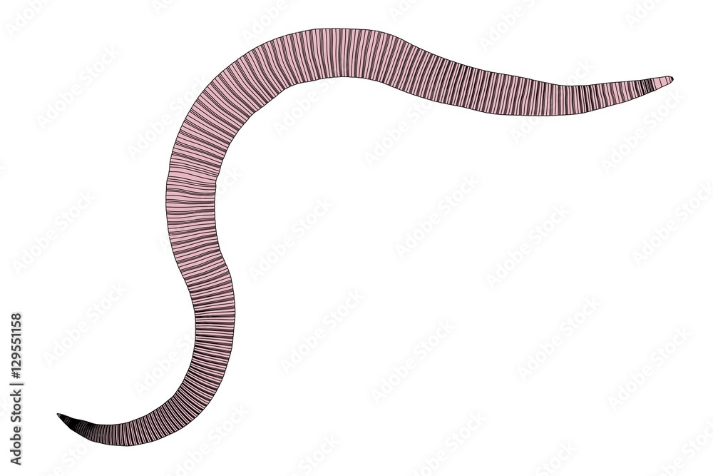 2d cartoon illustration of roundworm Stock Illustration | Adobe Stock