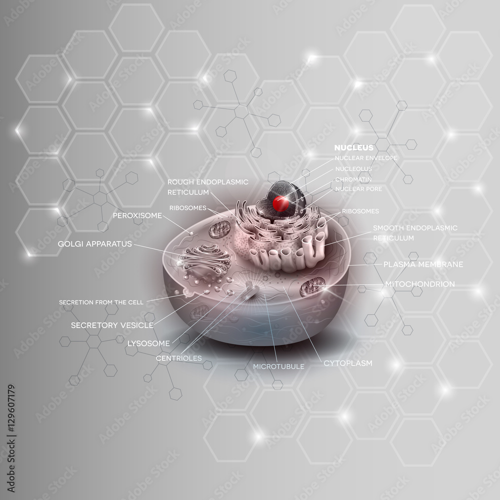 Cell structure, cross section of the cell detailed colorful anatomy ...