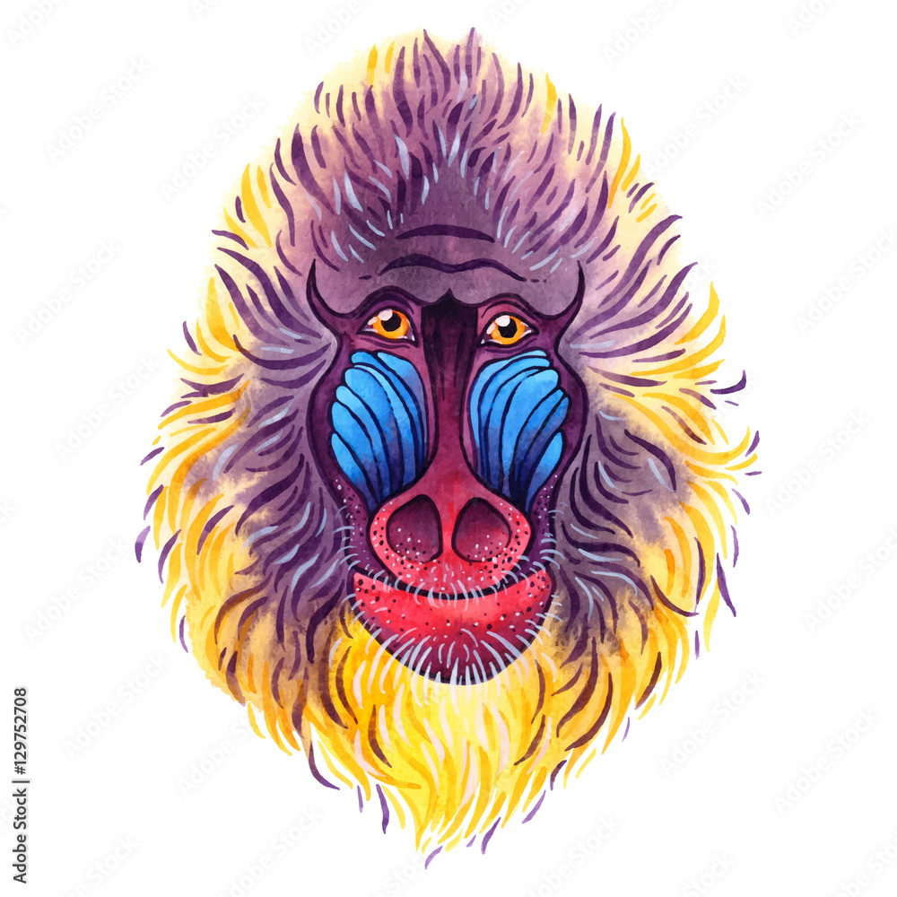 Stock-Vektorgrafik „Vector watercolor mandrill on white background ...